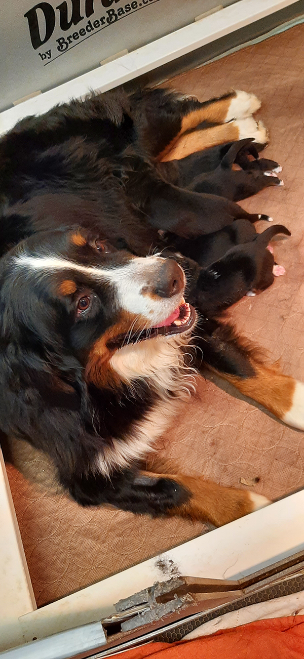 Current and Upcoming Berner Puppies