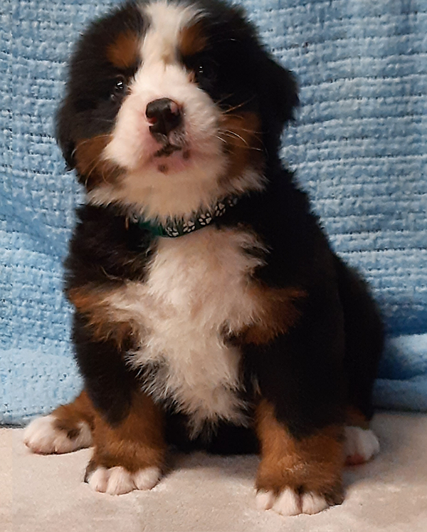 Current and Upcoming Berner Puppies