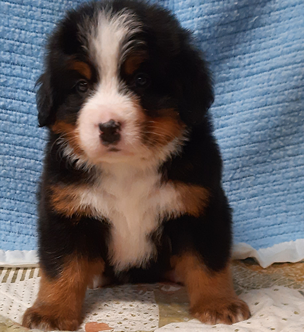 Current and Upcoming Berner Puppies