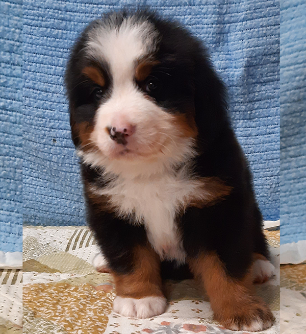 Current and Upcoming Berner Puppies