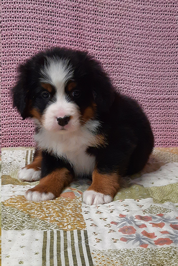 Current and Upcoming Berner Puppies