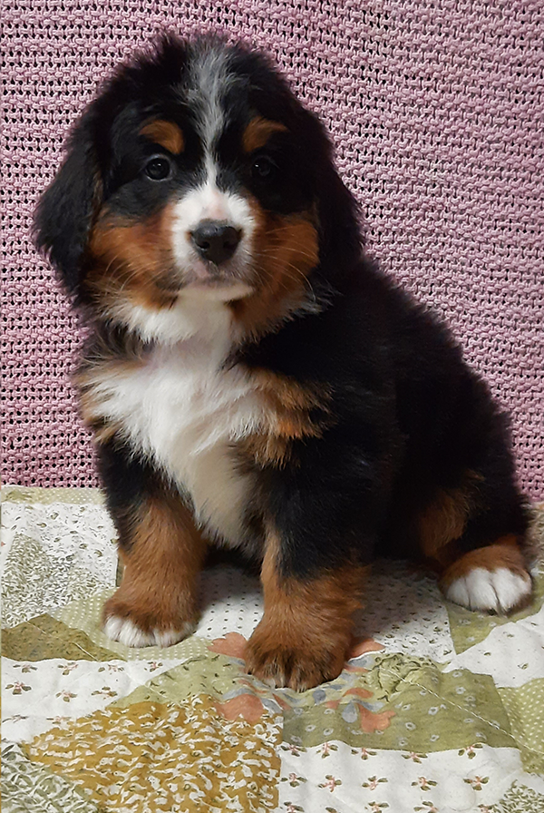 Current and Upcoming Berner Puppies